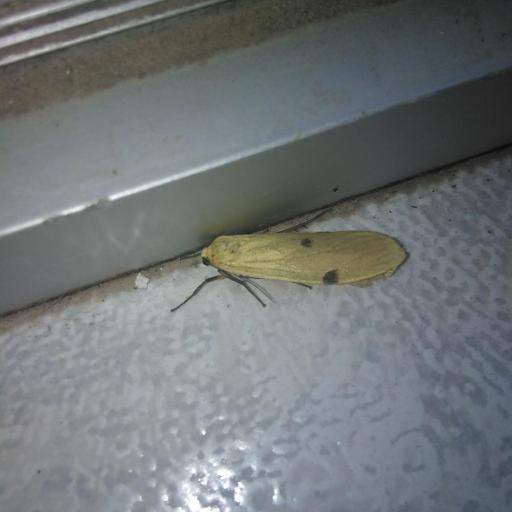 Four-spotted Footman (Lithosia Quadra) Insect Identification Guide ...