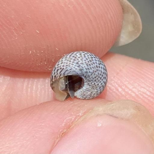 Dotted Periwinkle (Littoraria Pintado) Insect Identification Guide ...