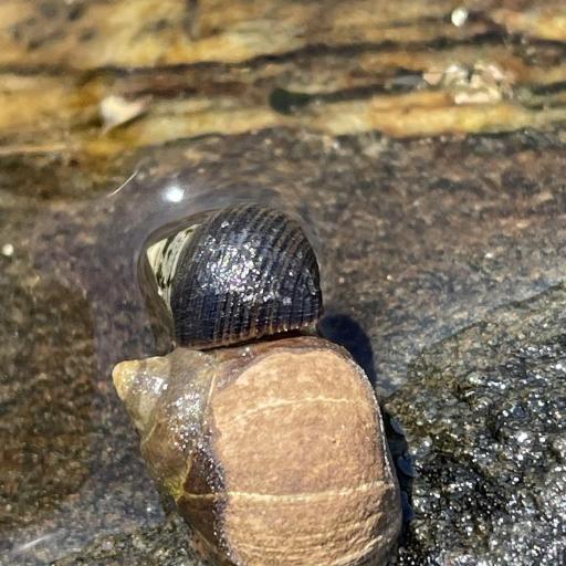 Common Periwinkle (Littorina Littorea) Insect Identification Guide, Habitat & Facts