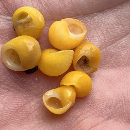 Flat Periwinkle (Littorina Obtusata) Insect Identification Guide ...