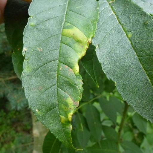 Liviidae Insect Identification Guide, Habitat & Facts