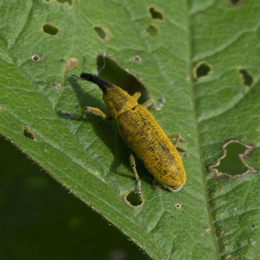 Elongated Bean Weevil (Lixus Pulverulentus) Insect Identification Guide ...