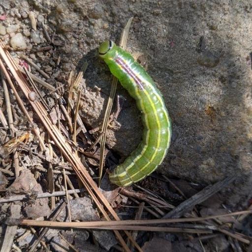Variable Oakleaf Caterpillar Moth (Lochmaeus Manteo) Insect ...