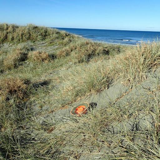 Migratory Locust (Locusta Migratoria) Insect Identification Guide ...