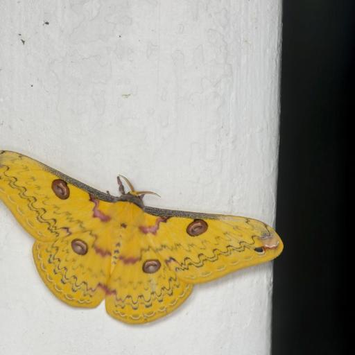 Golden Emperor Moths (Loepa) Insect Identification Guide, Habitat & Facts