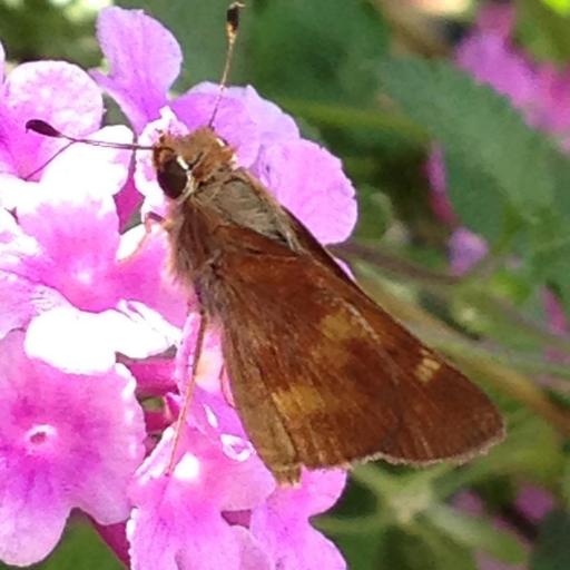 Lon Insect Identification Guide, Habitat & Facts