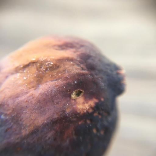 Lance Flies (Lonchaeidae) Insect Identification Guide, Habitat & Facts