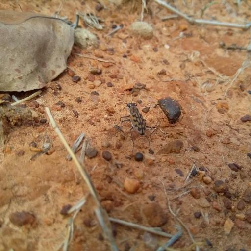 Leopard Tiger Beetles (Lophyra) Insect Identification Guide, Habitat ...