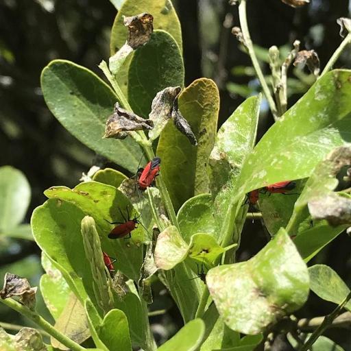 Scarlet Plant Bugs (Lopidea) Insect Identification Guide, Habitat & Facts