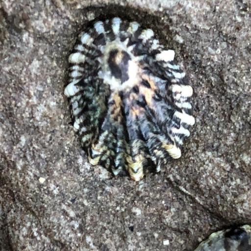 Rough Limpet (Lottia Scabra) Insect Identification Guide, Habitat & Facts