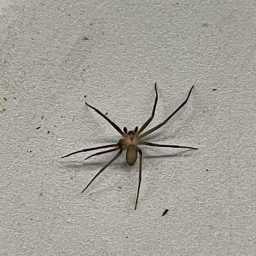 Brown Recluse (Loxosceles Reclusa) Insect Identification Guide, Habitat ...