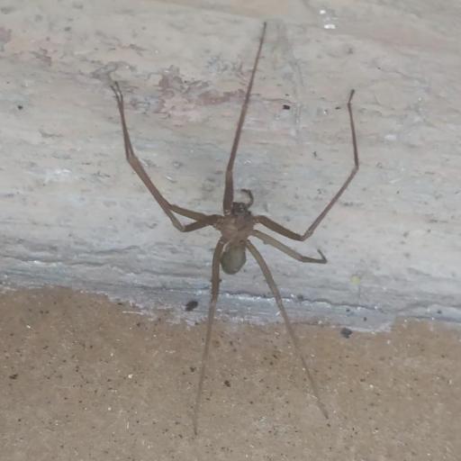 Mediterranean Recluse (Loxosceles Rufescens) Insect Identification ...