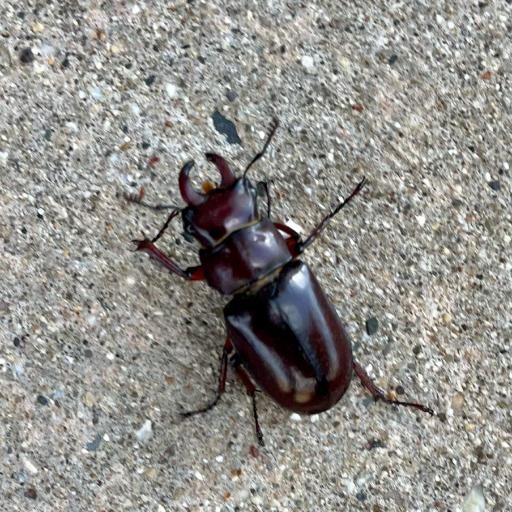 Reddish-Brown Stag Beetle (Lucanus Capreolus) Insect Identification ...