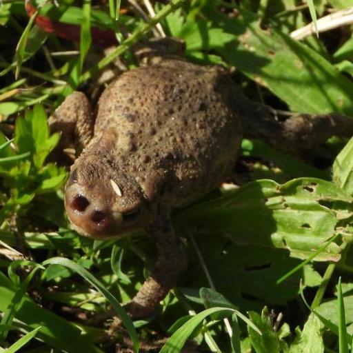 Toad Greenbottle Fly (Lucilia Bufonivora) Insect Identification Guide ...