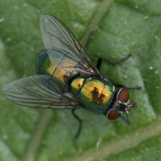 Caesar Greenbottle Fly (Lucilia Caesar) Insect Identification Guide ...