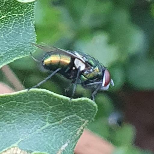 Common European Greenbottle Fly (Lucilia Sericata) Insect ...
