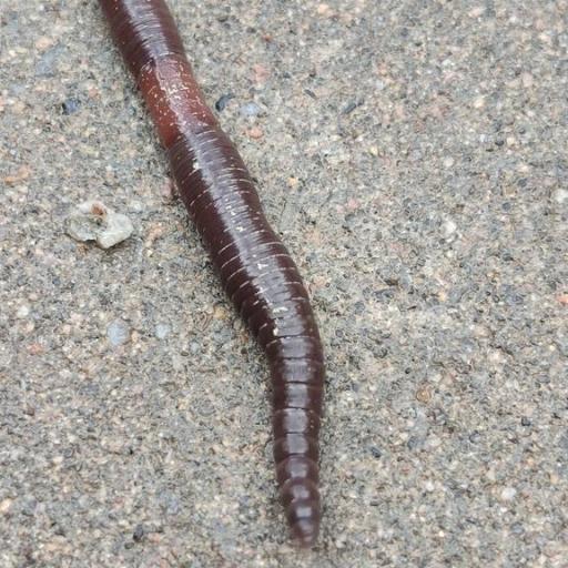 Redhead Worm (Lumbricus Rubellus) Insect Identification Guide, Habitat ...