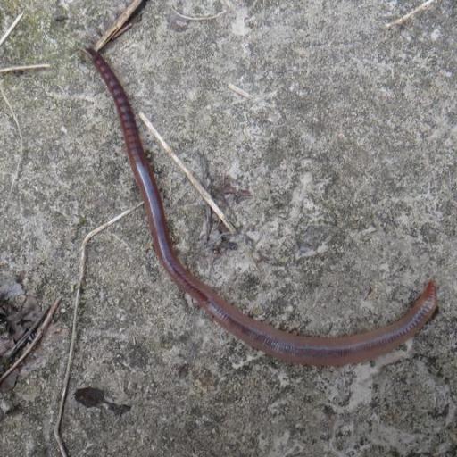 Common Earthworm (Lumbricus Terrestris) Insect Identification Guide ...