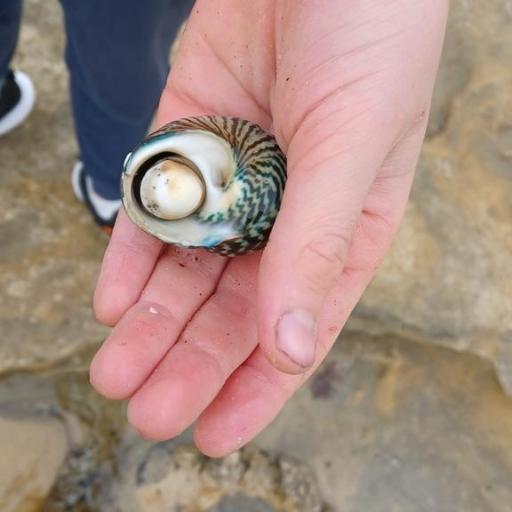 Common Warrener (Lunella Undulata) Insect Identification Guide, Habitat ...