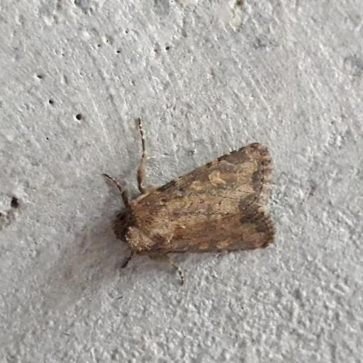 Flounced Rustic (Luperina Testacea) Insect Identification Guide ...