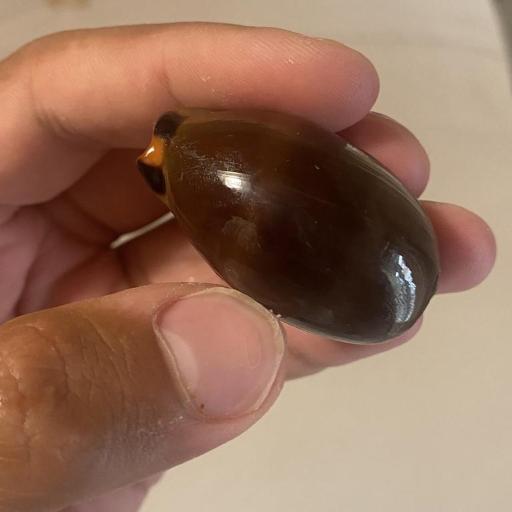 Lurid Cowry (Luria Lurida) Insect Identification Guide, Habitat & Facts