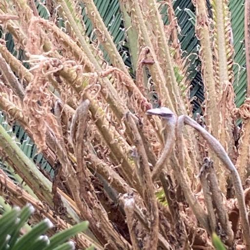 Luthrodes Insect Identification Guide, Habitat & Facts