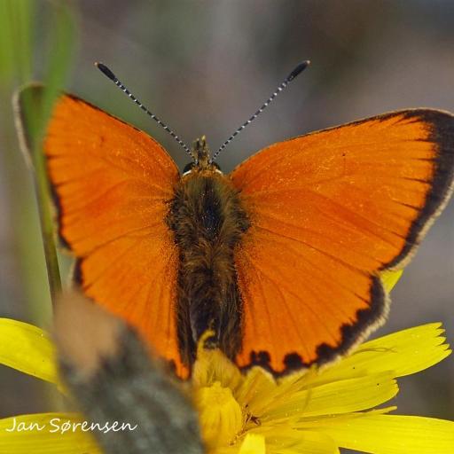Scarce Copper (Lycaena Virgaureae) Insect Identification Guide, Habitat ...