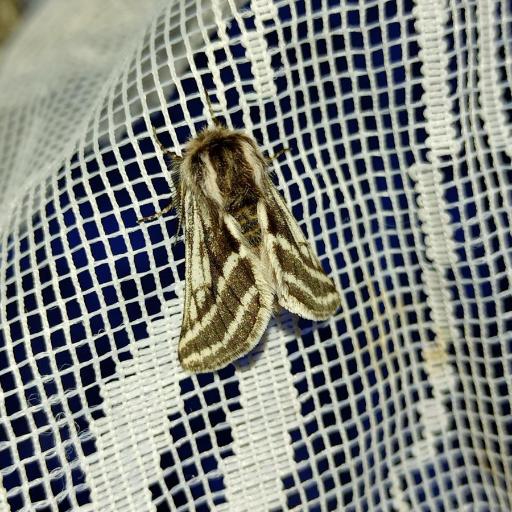 Belted Beauty Moth (Lycia Zonaria) Insect Identification Guide, Habitat ...