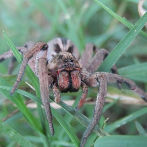 Lycosa Erythrognatha Insect Identification Guide, Habitat & Facts