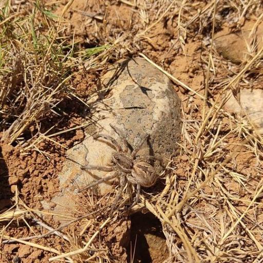Tarantula Wolf Spider (Lycosa Tarantula) Insect Identification Guide ...