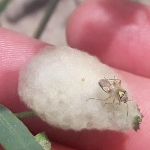 Lygus Pratensis Insect Identification Guide, Habitat & Facts