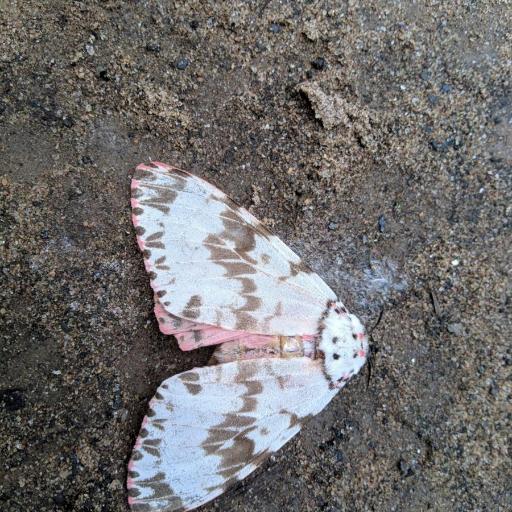 Pink Lymantria Moth (Lymantria Mathura) Insect Identification Guide ...