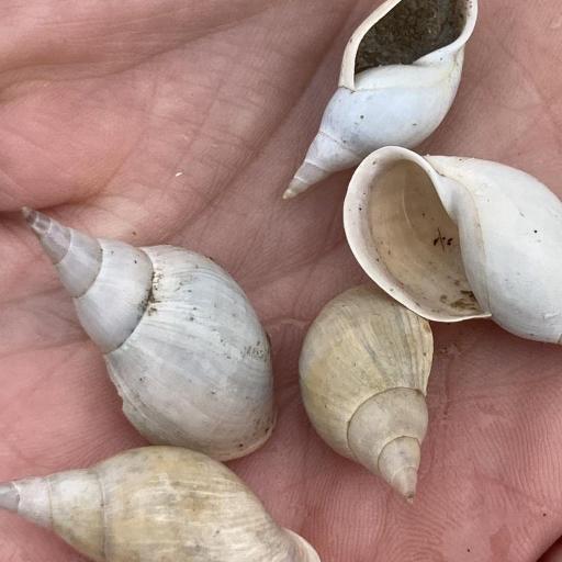 Great Pond Snail (Lymnaea Stagnalis) Insect Identification Guide ...