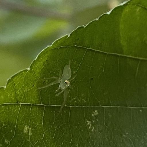 Magnolia Green Jumping Spider (Lyssomanes Viridis) Insect ...