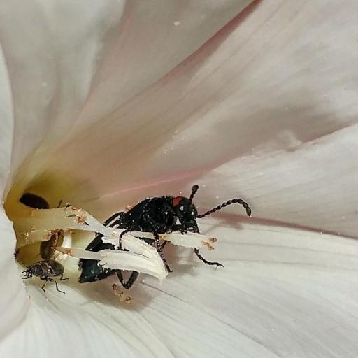 Red-Eared Blister Beetle (Lytta Auriculata) Insect Identification Guide ...