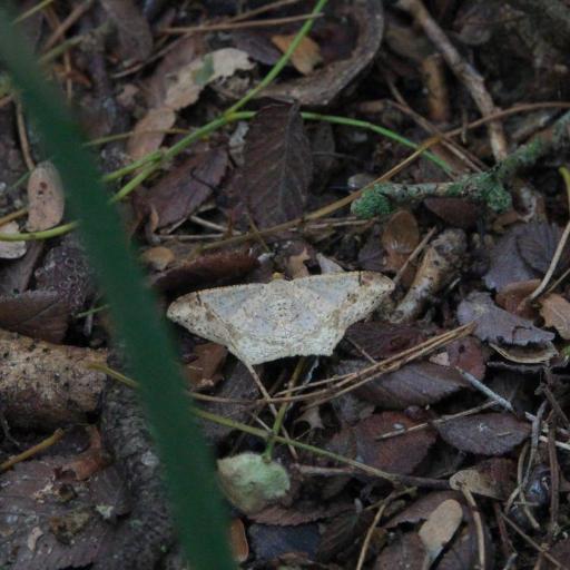 Dot-Lined Angle (Macaria Abydata) Insect Identification Guide, Habitat & Facts