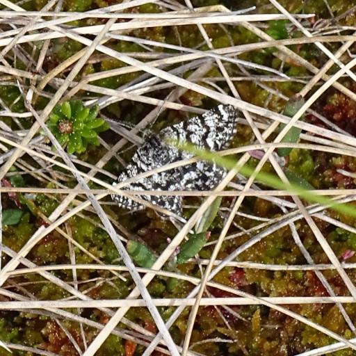 Netted Mountain Moth (Macaria Carbonaria) Insect Identification Guide ...