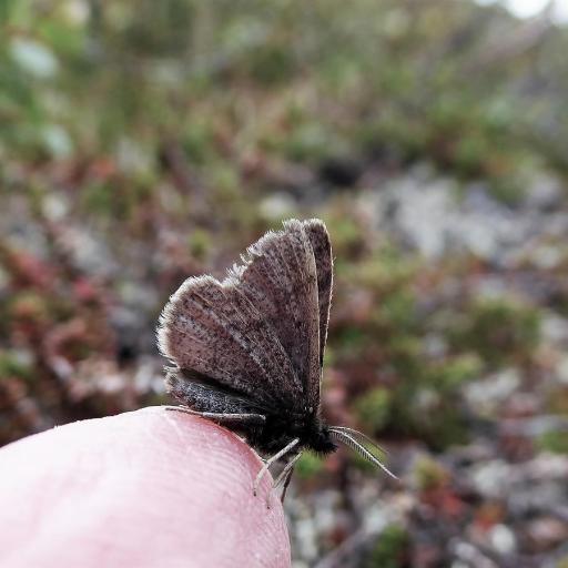 Macaria Fusca Insect Identification Guide, Habitat & Facts