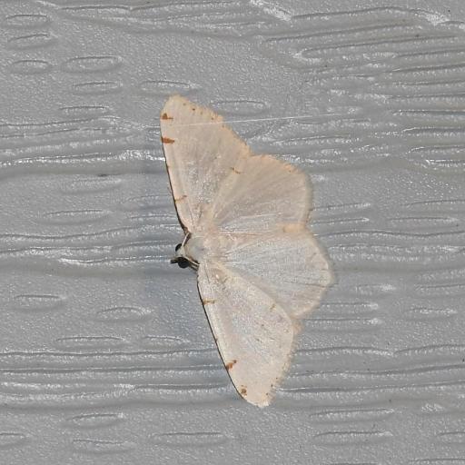 Lesser Maple Spanworm Moth (Macaria Pustularia) Insect Identification ...