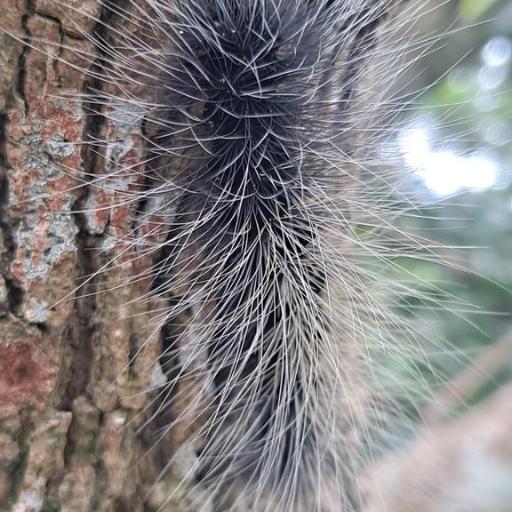 Macrobrochis Gigas Insect Identification Guide, Habitat & Facts