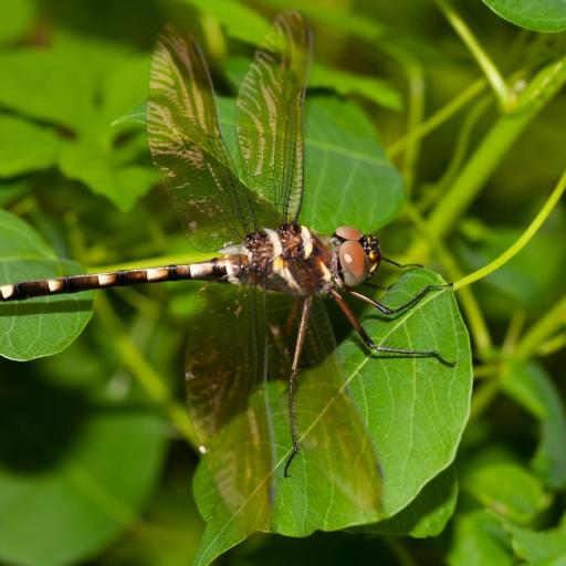 Royal River Cruiser (Macromia Taeniolata) Insect Identification Guide ...