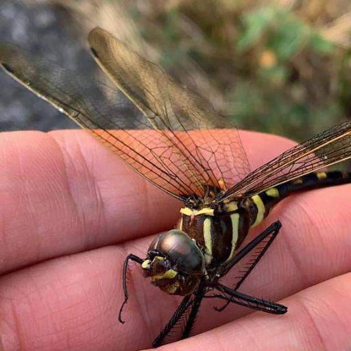 Cruisers (Macromiidae) Insect Identification Guide, Habitat & Facts