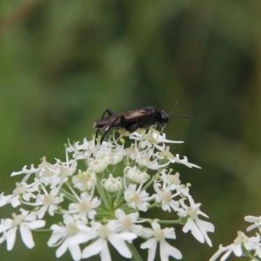 Yellow-Spotted Macrophya (Macrophya Montana) Insect Identification ...