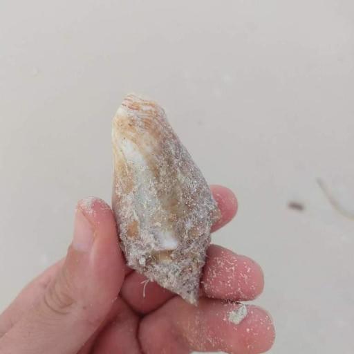 Milk Conch (Macrostrombus Costatus) Insect Identification Guide ...