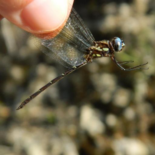 Condylostylus Insect Identification Guide, Habitat & Facts
