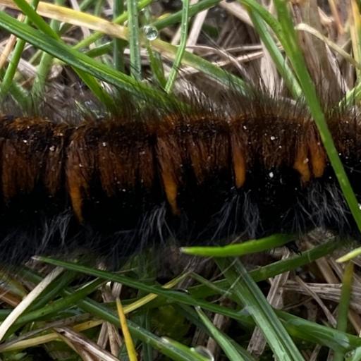 Fox Moth (Macrothylacia Rubi) Insect Identification Guide, Habitat & Facts