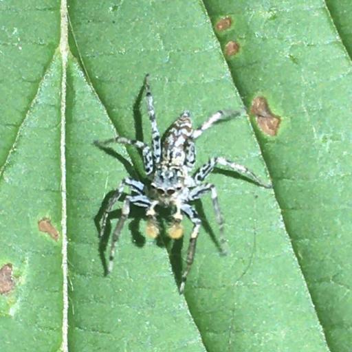 Dimorphic Jumping Spider (Maevia Inclemens) Insect Identification Guide ...