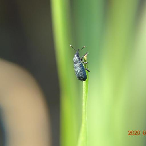 Magdalis Insect Identification Guide, Habitat & Facts