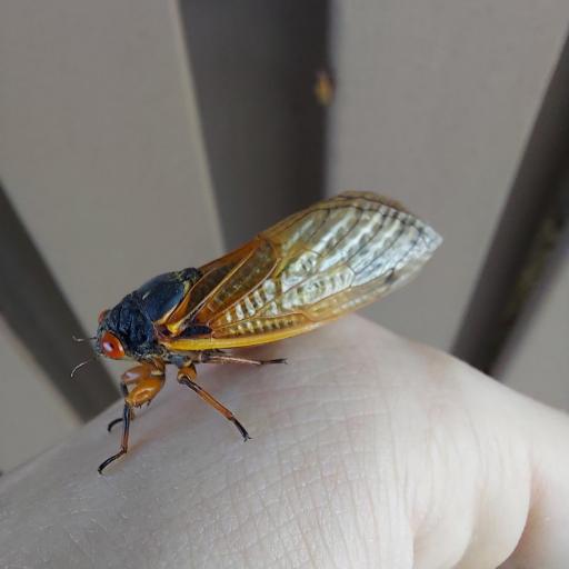 Cassini Periodical Cicadas (Magicicada Cassinii) Insect Identification ...