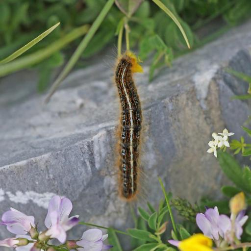 Alpine Tent Caterpillar (Malacosoma Alpicola) Insect Identification ...